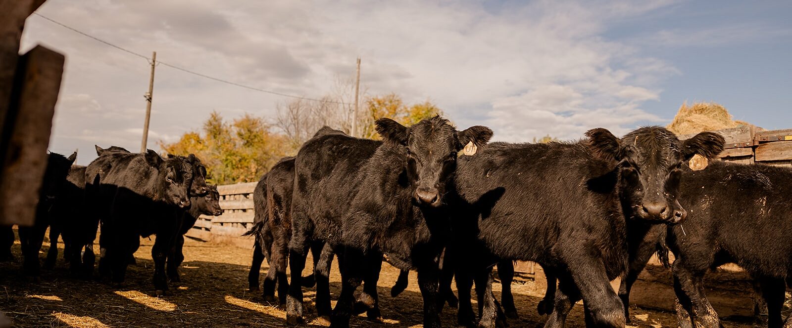 Sale Schedule | Torrington Livestock Market: Wyoming's Largest ...